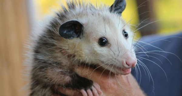 Aprovechando división de la MUD chavismo lanza rabipelado a Alcaldía de ...