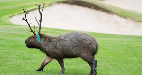 Carta abierta del Chigüire Bipolar a toda esa gente que come chigüire ...