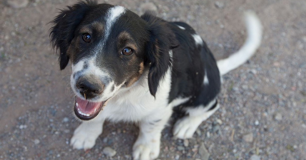 Perro jura lealtad absoluta a señor que se le cayó un pan – El Chigüire ...